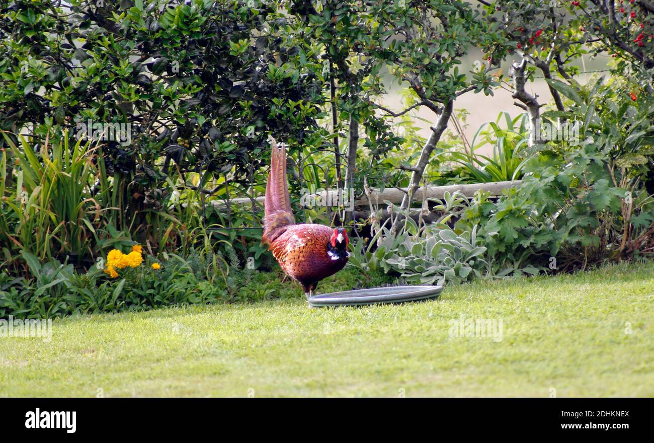 Pheasant display flowers hi-res stock photography and images - Alamy