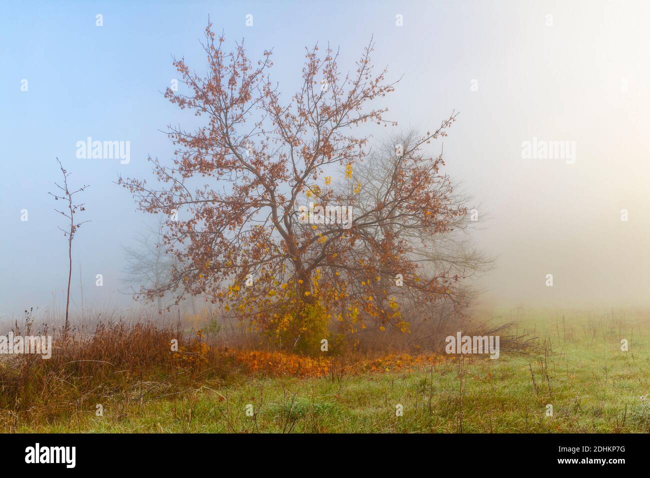 Maple tree in meadow hi-res stock photography and images - Alamy