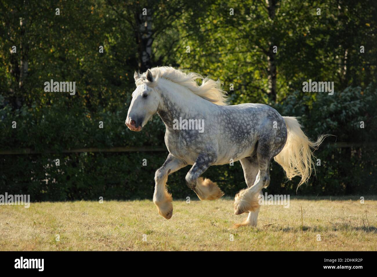 Shire Draft Horse Trotting