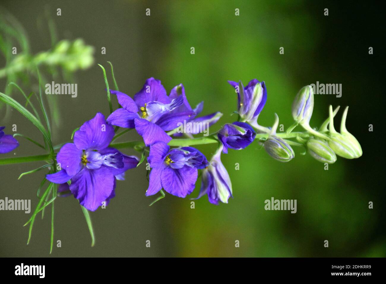 Consolida ajacis flowering plant Stock Photo - Alamy