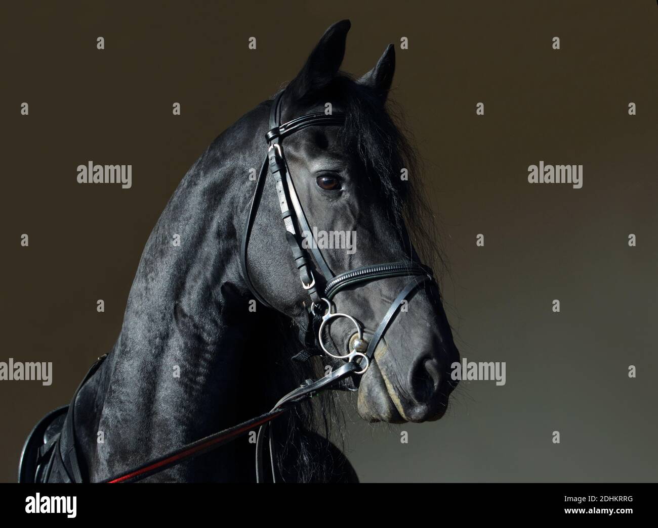 Friesian horse stallion portrait hi-res stock photography and images ...