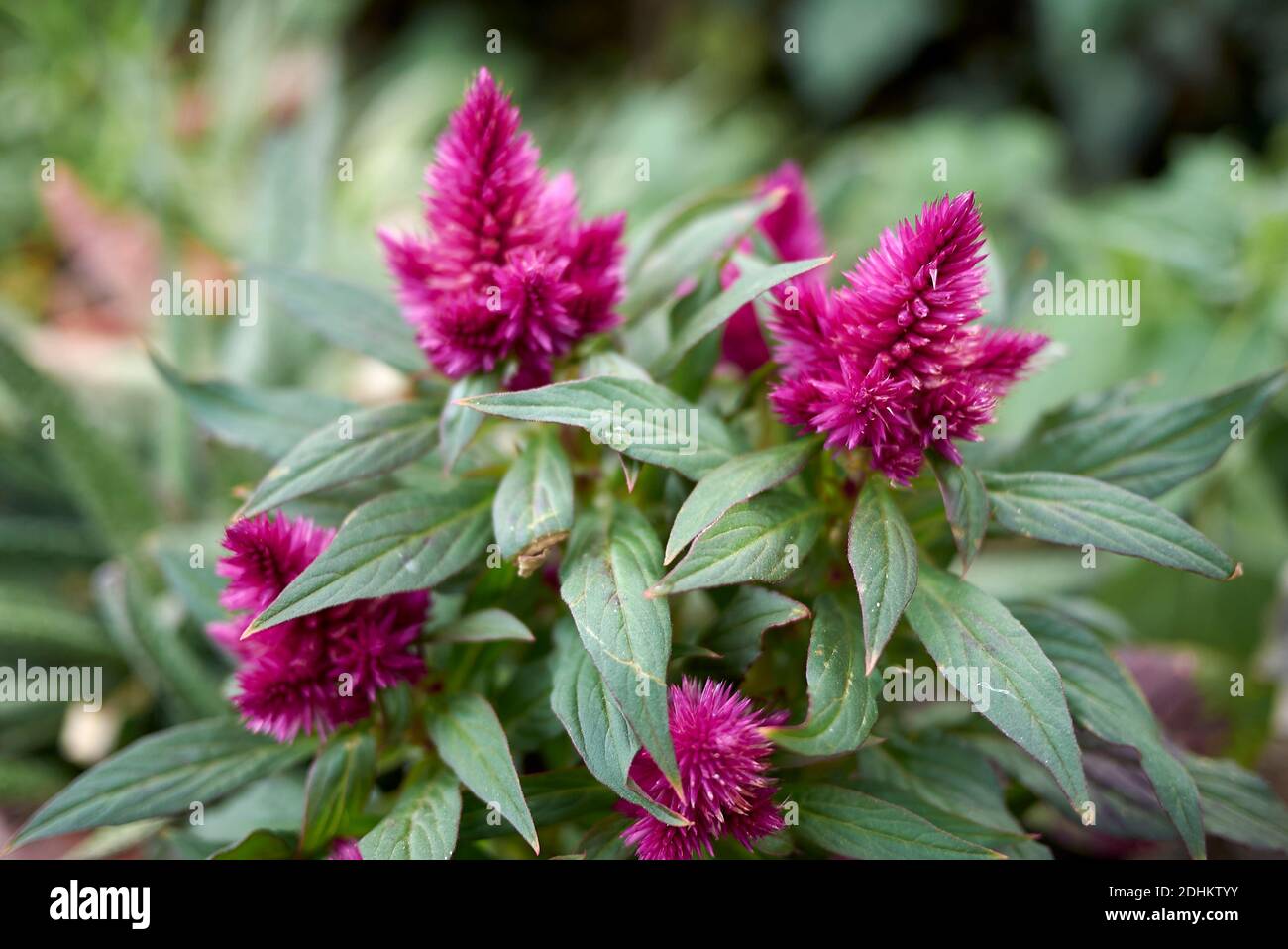 Celosia spicata purple inflorescence Stock Photo - Alamy