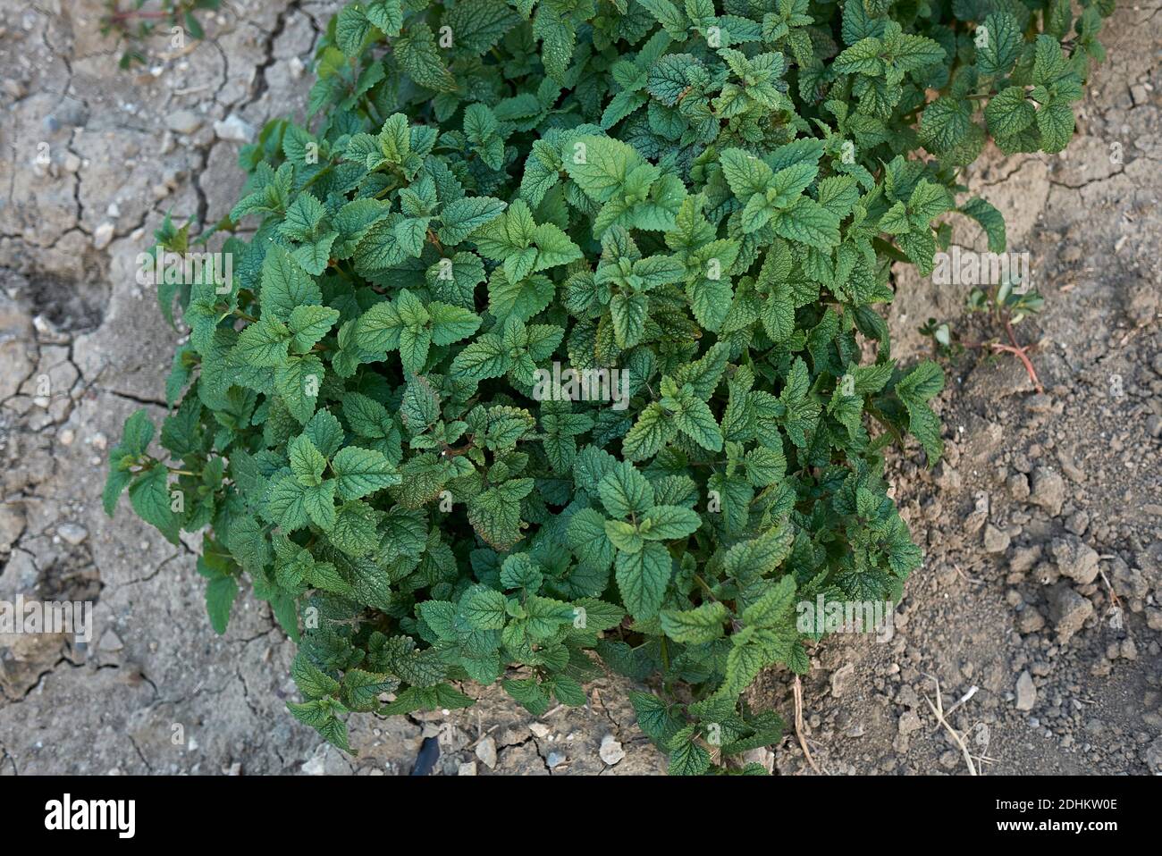 Melissa officinalis plants in an agricultural field Stock Photo - Alamy