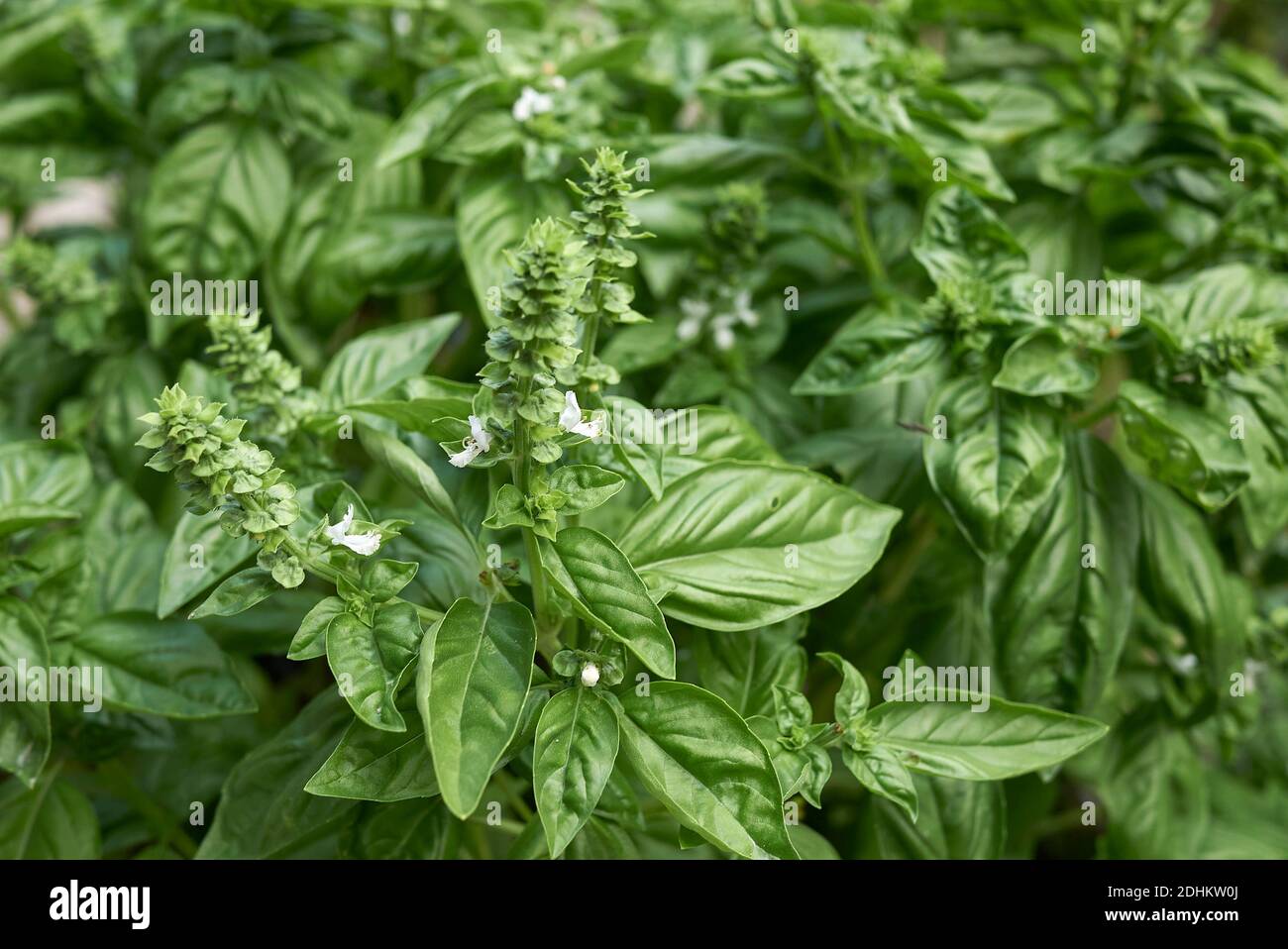 Basil plants in a vegetable gaden Stock Photo - Alamy