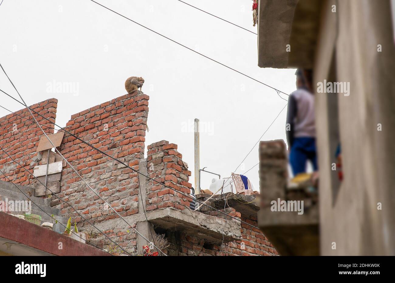 a monkey eats sugar cane in the city of Jammu on an unfinished brick ...