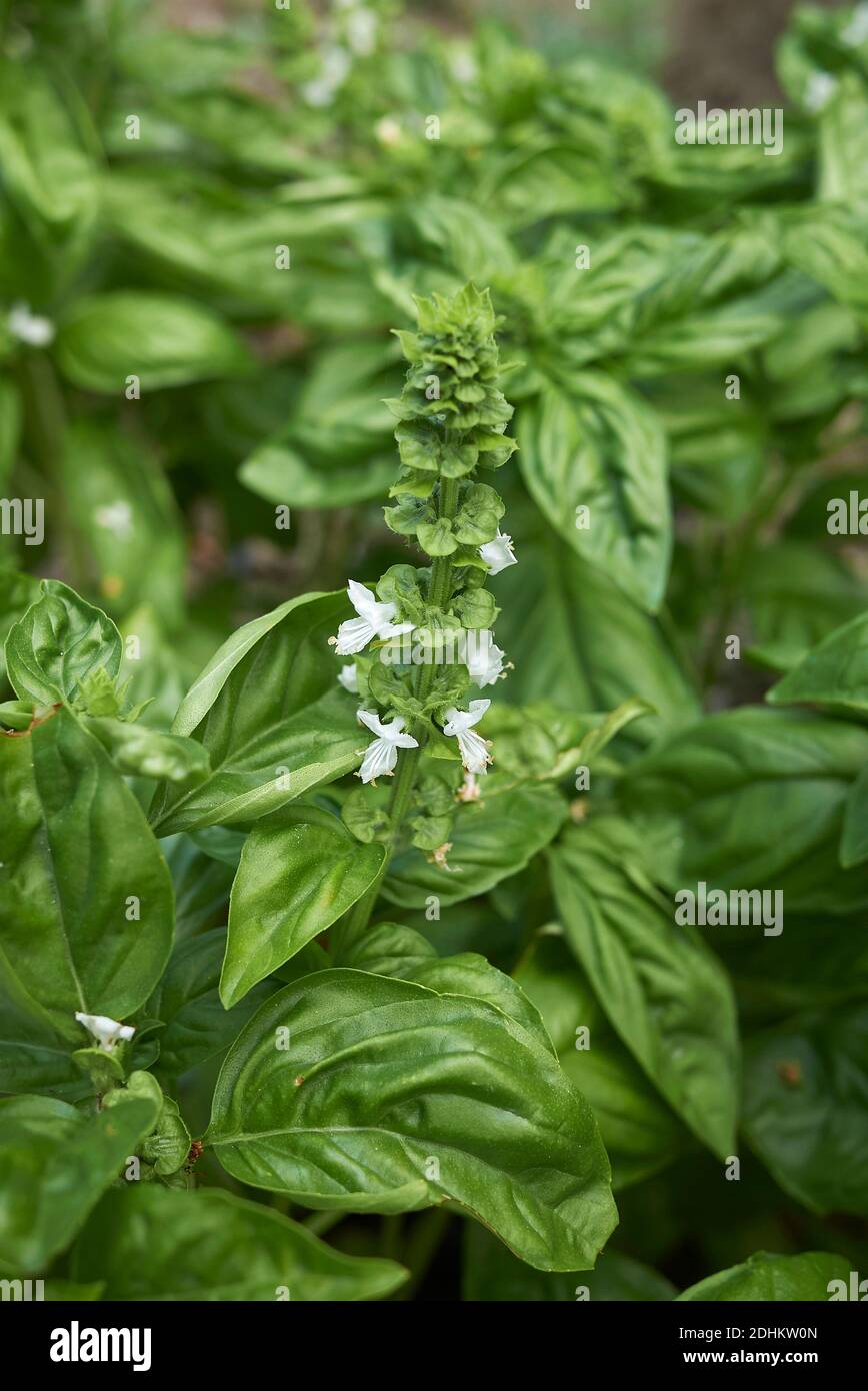 Basil plants in a vegetable gaden Stock Photo - Alamy