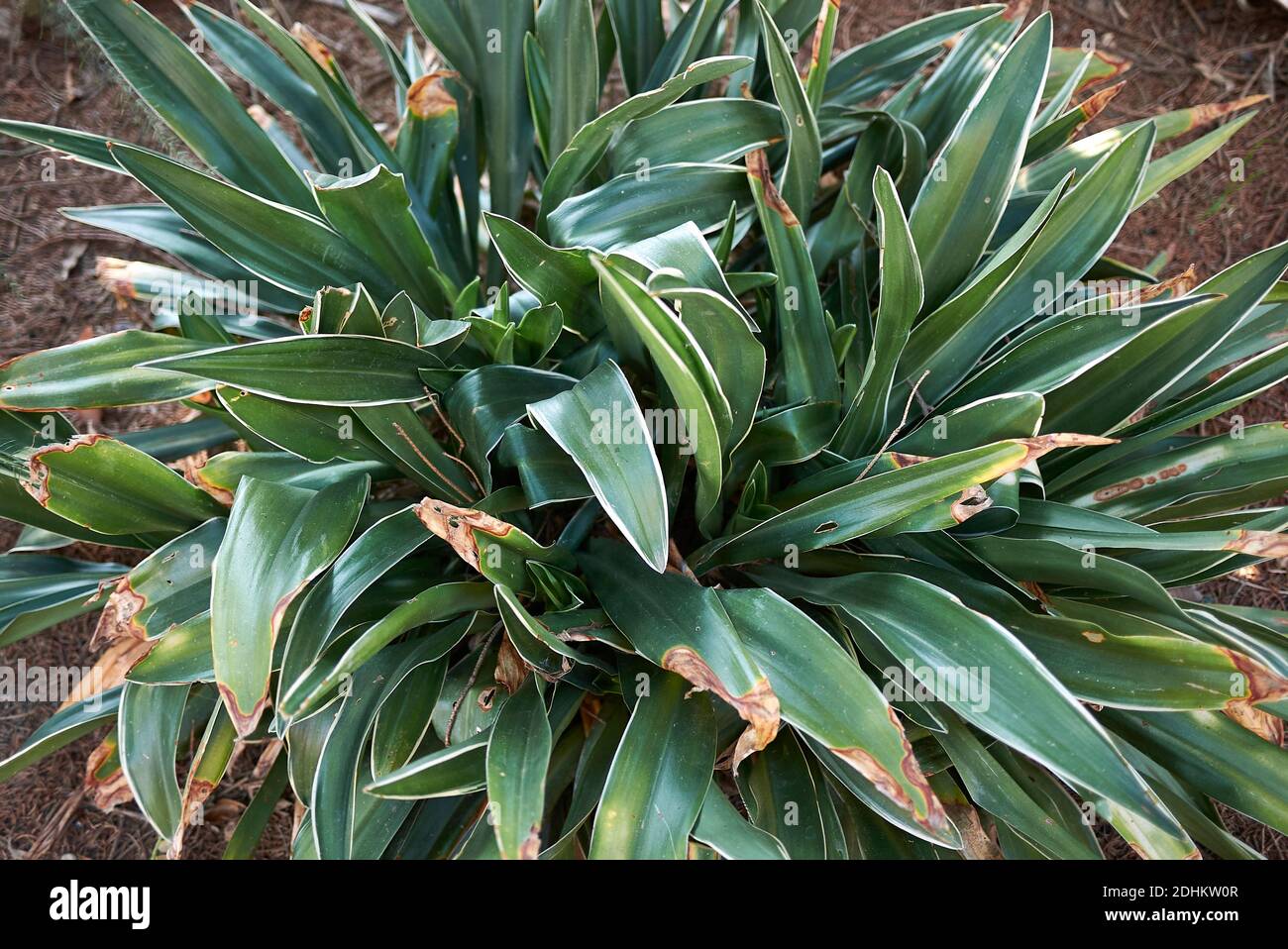 Rohdea japonica evergreen plant Stock Photo - Alamy