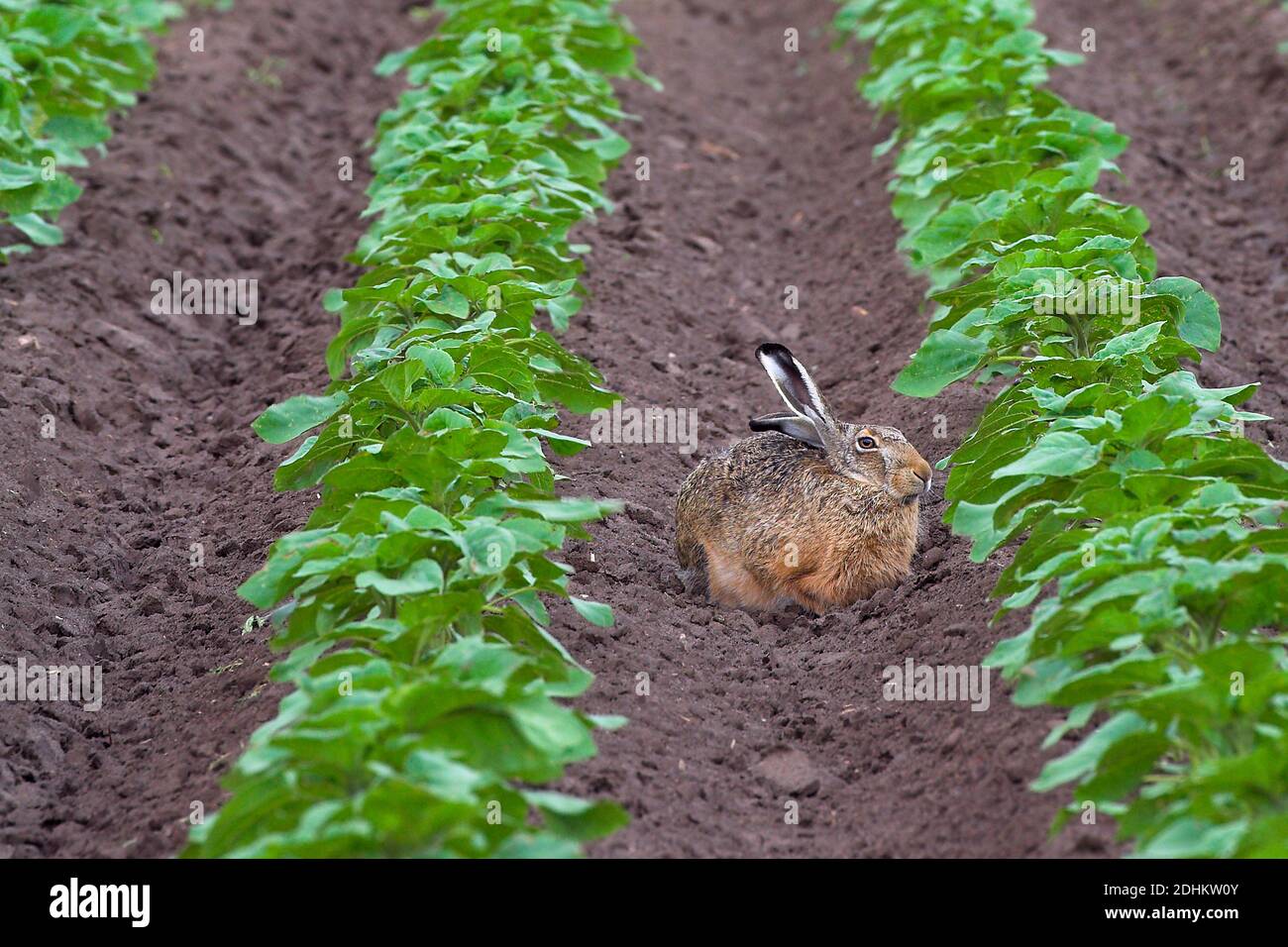 Feldhase sitzt im Feld, (Lepus europaeus Stock Photo - Alamy