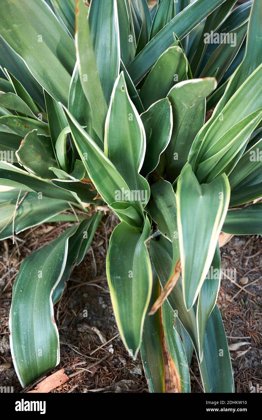 Rohdea japonica evergreen plant Stock Photo - Alamy
