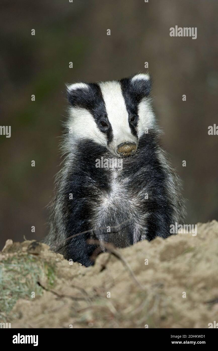 Junger Dachs, (Meles meles Stock Photo - Alamy