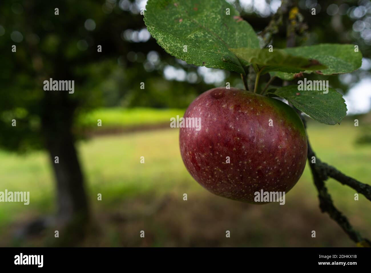 Hanging fruits on apple tree hi-res stock photography and images - Alamy