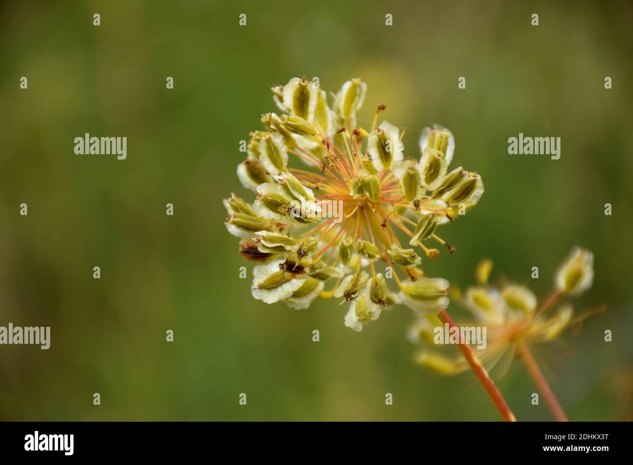 Thapsia villosa seeds on mountain trail Stock Photo - Alamy