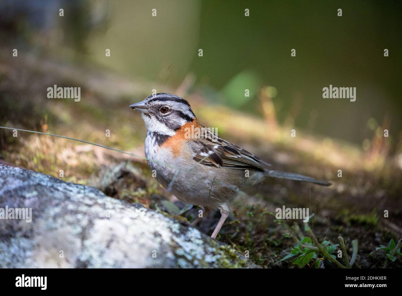 Chingolo hi-res stock photography and images - Alamy