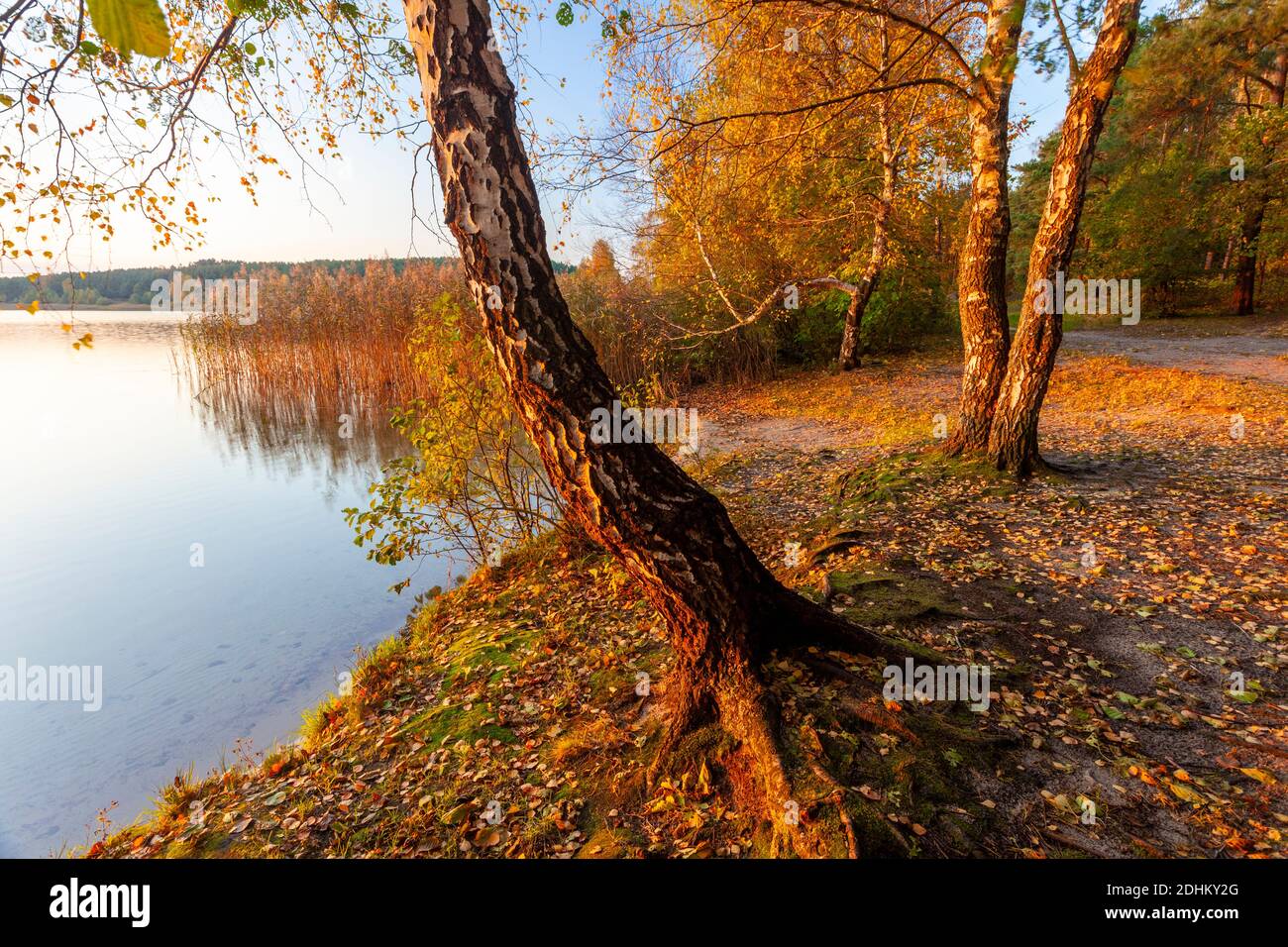 Autumn leaves over water hi-res stock photography and images - Alamy