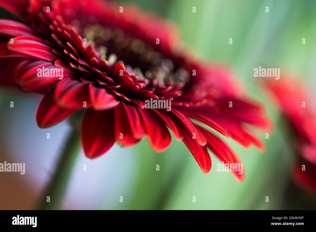 Bouquet beautiful red gerbera hi-res stock photography and images - Alamy