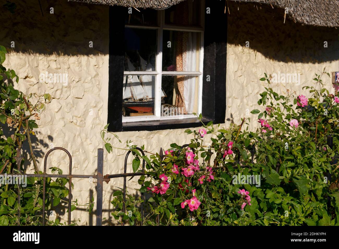 Thatch cottage window and a dog rose with red flowers growing up a ...