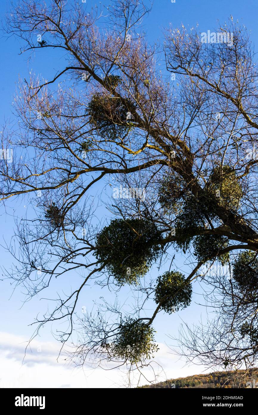 A vertical shot of growing Mistletoe Viscum album, Auvergne-Rhone-Alpes ...