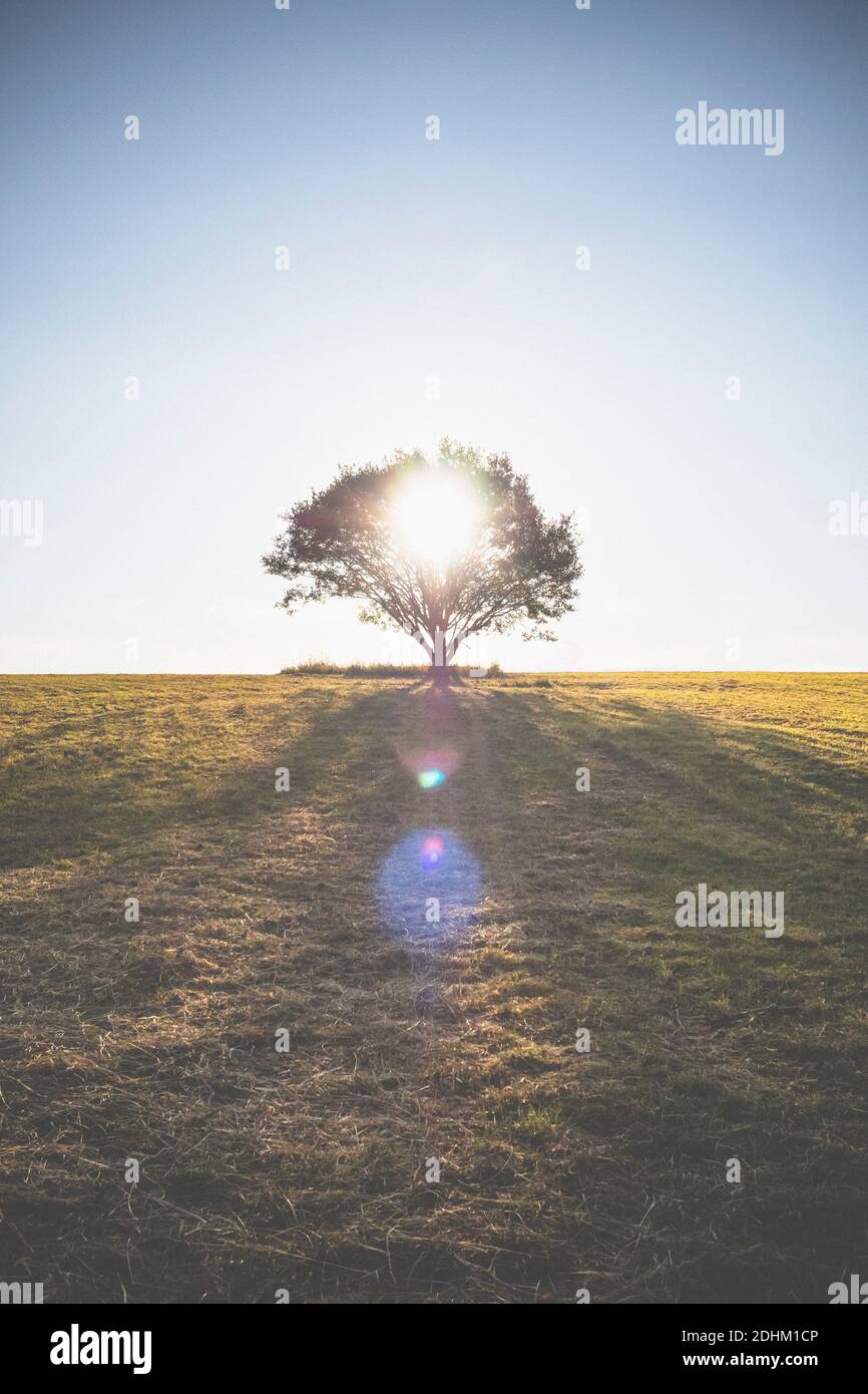 A single tree on the horizon with sun bursting through the branches and ...