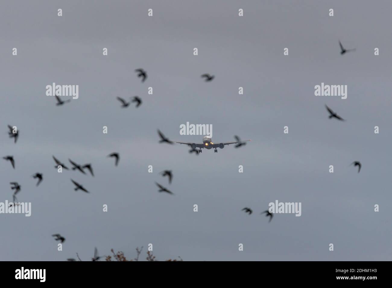 Birds with plane hi-res stock photography and images - Alamy