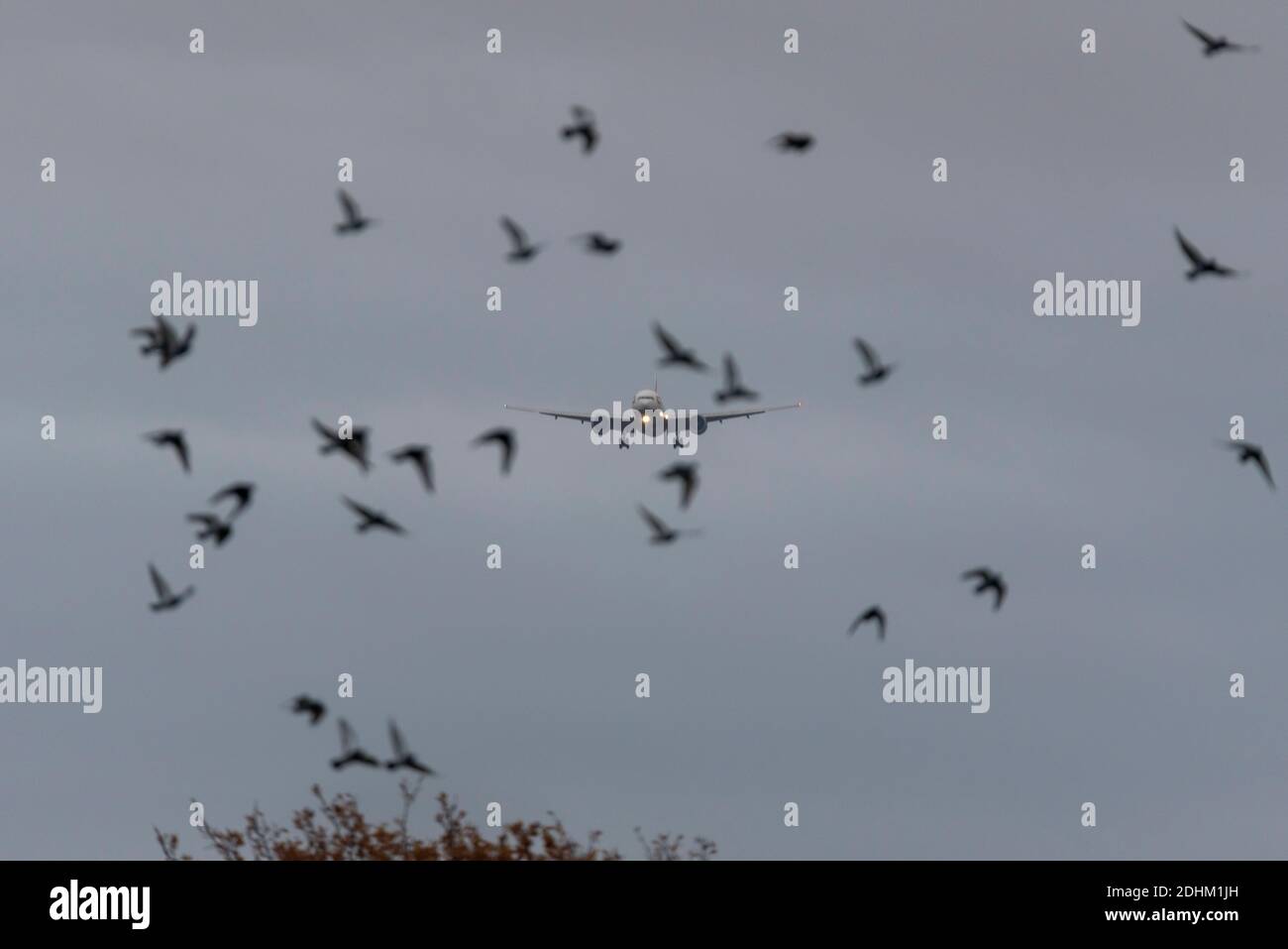 Airlines That Fly Birds