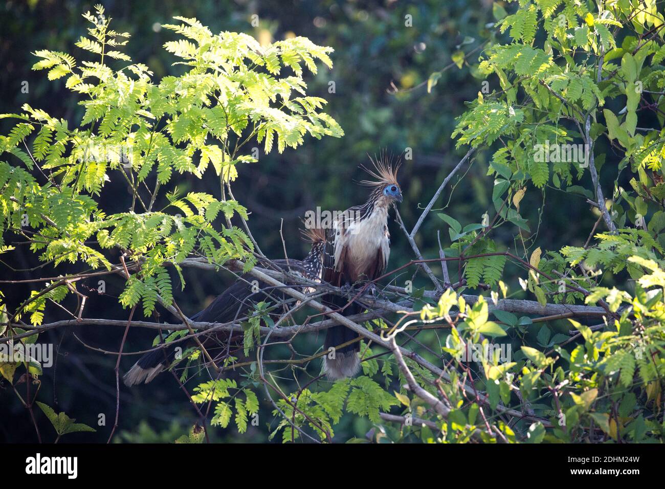 Huppe hi-res stock photography and images - Alamy