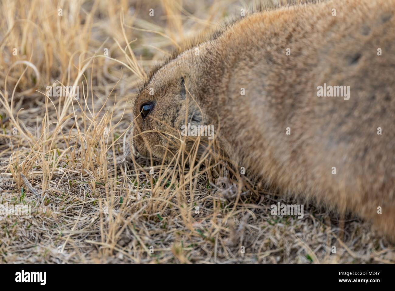 Black-tailed Prairie Dog, Cynomys ludovicianus, in a large colony in ...