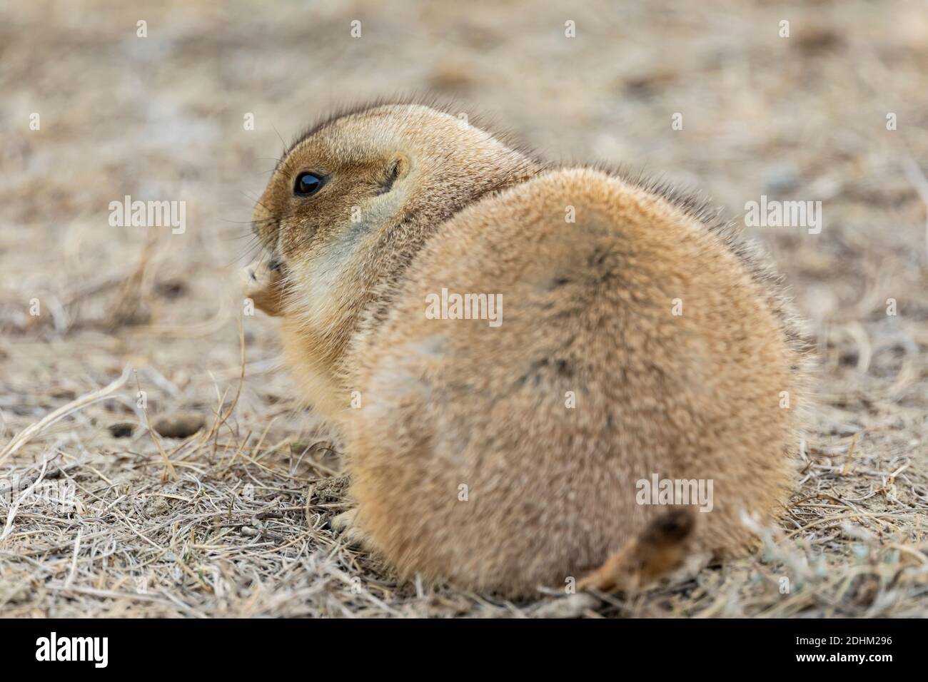 Prairie dog in burrow hi-res stock photography and images - Alamy