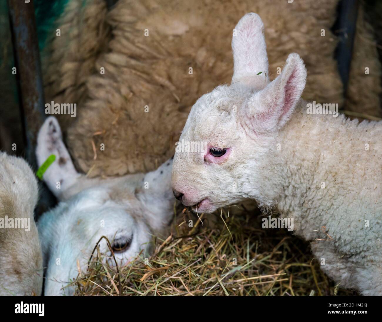 Close up of newborn lamb with adult sheep in barn with hay, England, UK ...