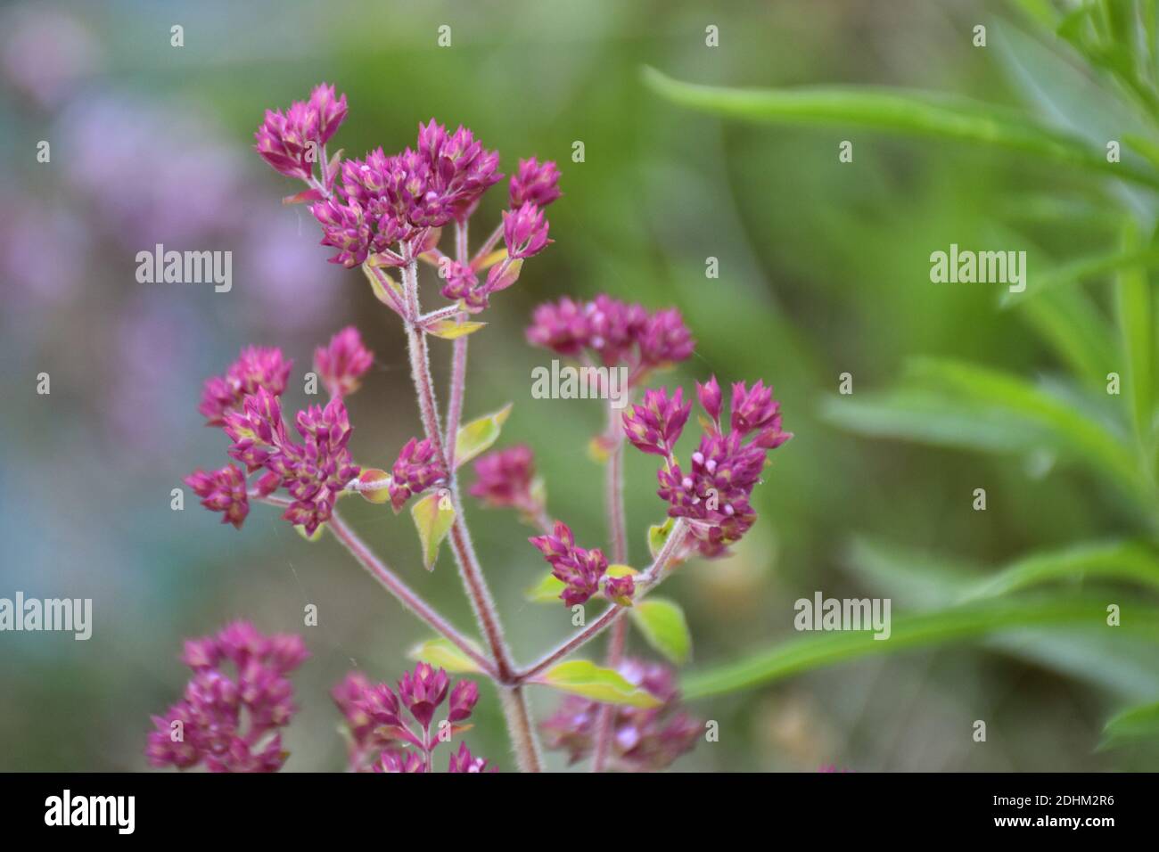 Oregano plant (Origanum vulgare) about to bloom Stock Photo - Alamy