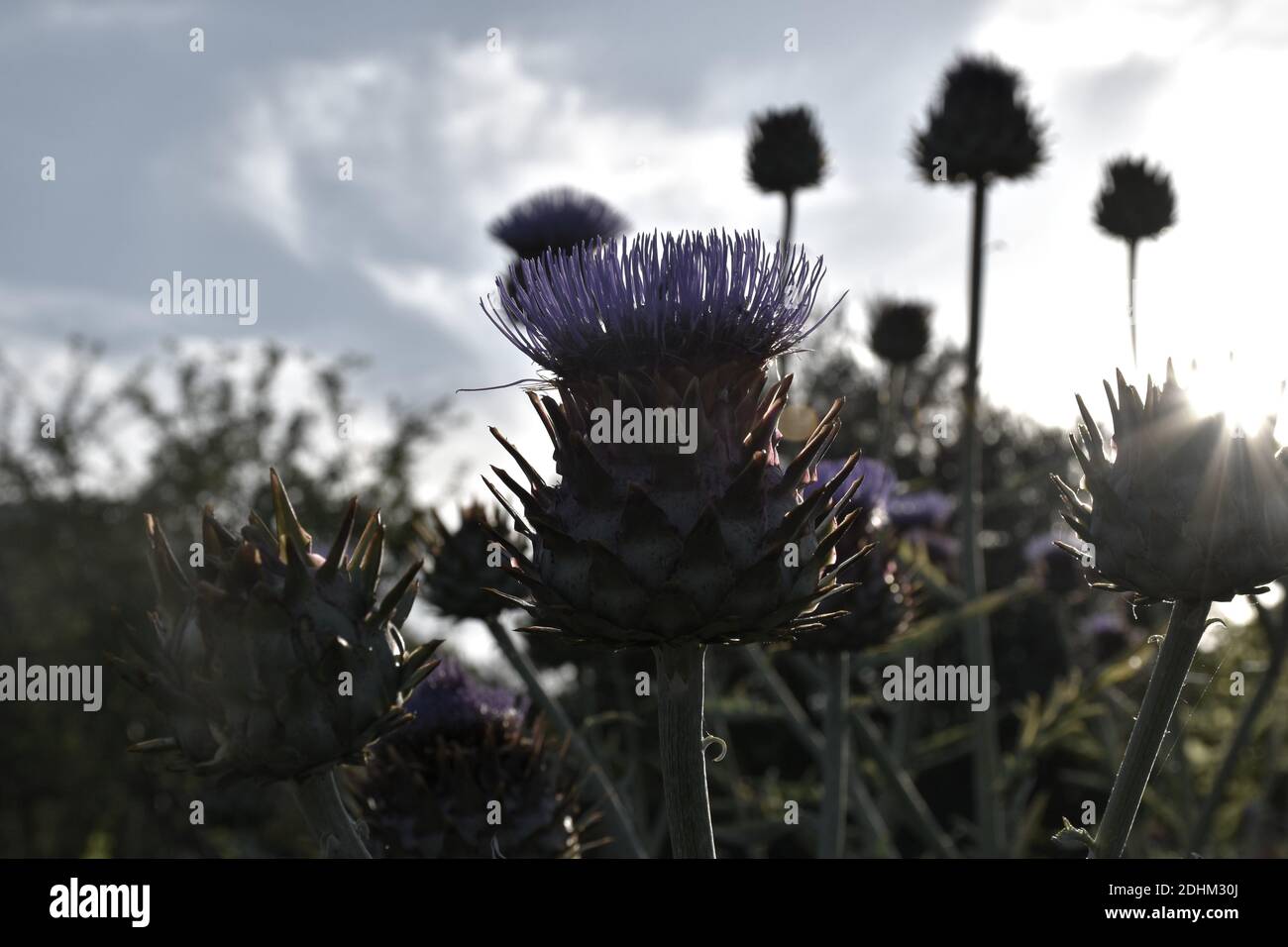 Violet thistle flower (Cynara cardunculus) in grayscale with color in ...