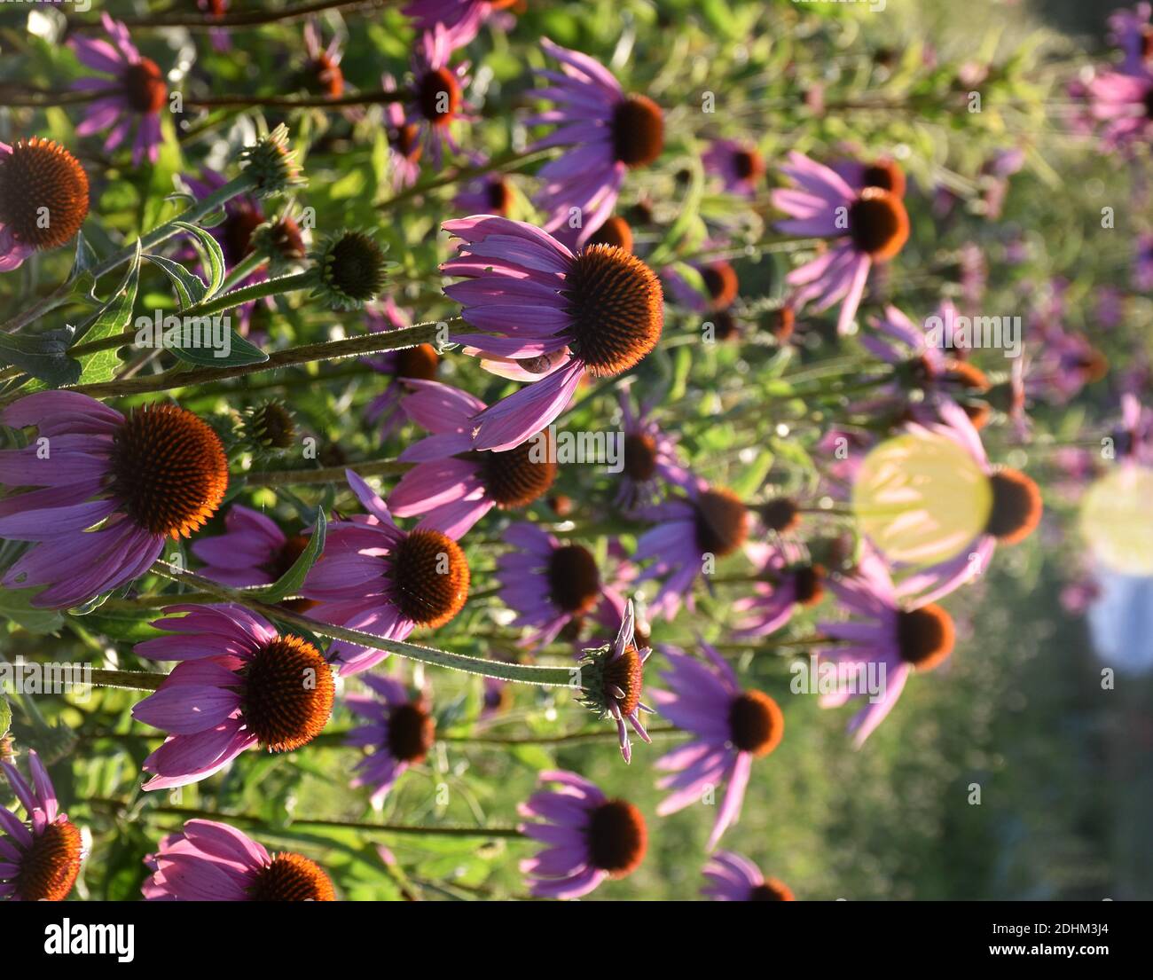Spectacular flowers of Echinacea purpurea illuminated by the sun at ...
