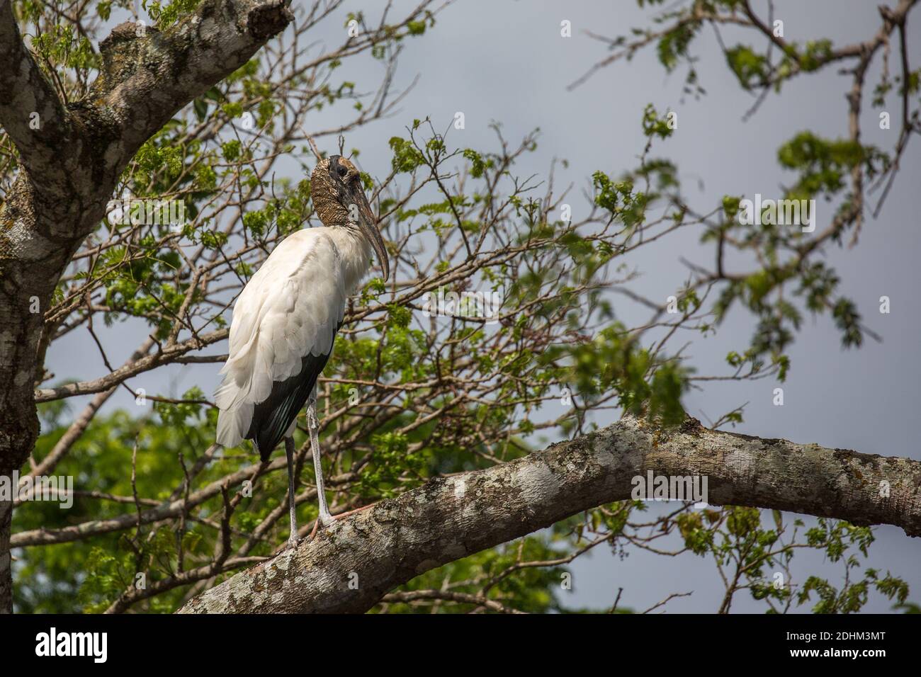 Tantale hi-res stock photography and images - Alamy