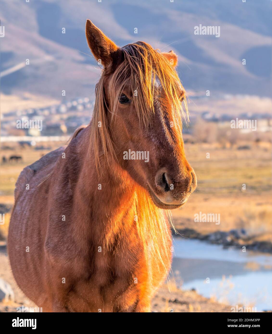 Mustang Wild Horse High Resolution Stock Photography and Images - Alamy