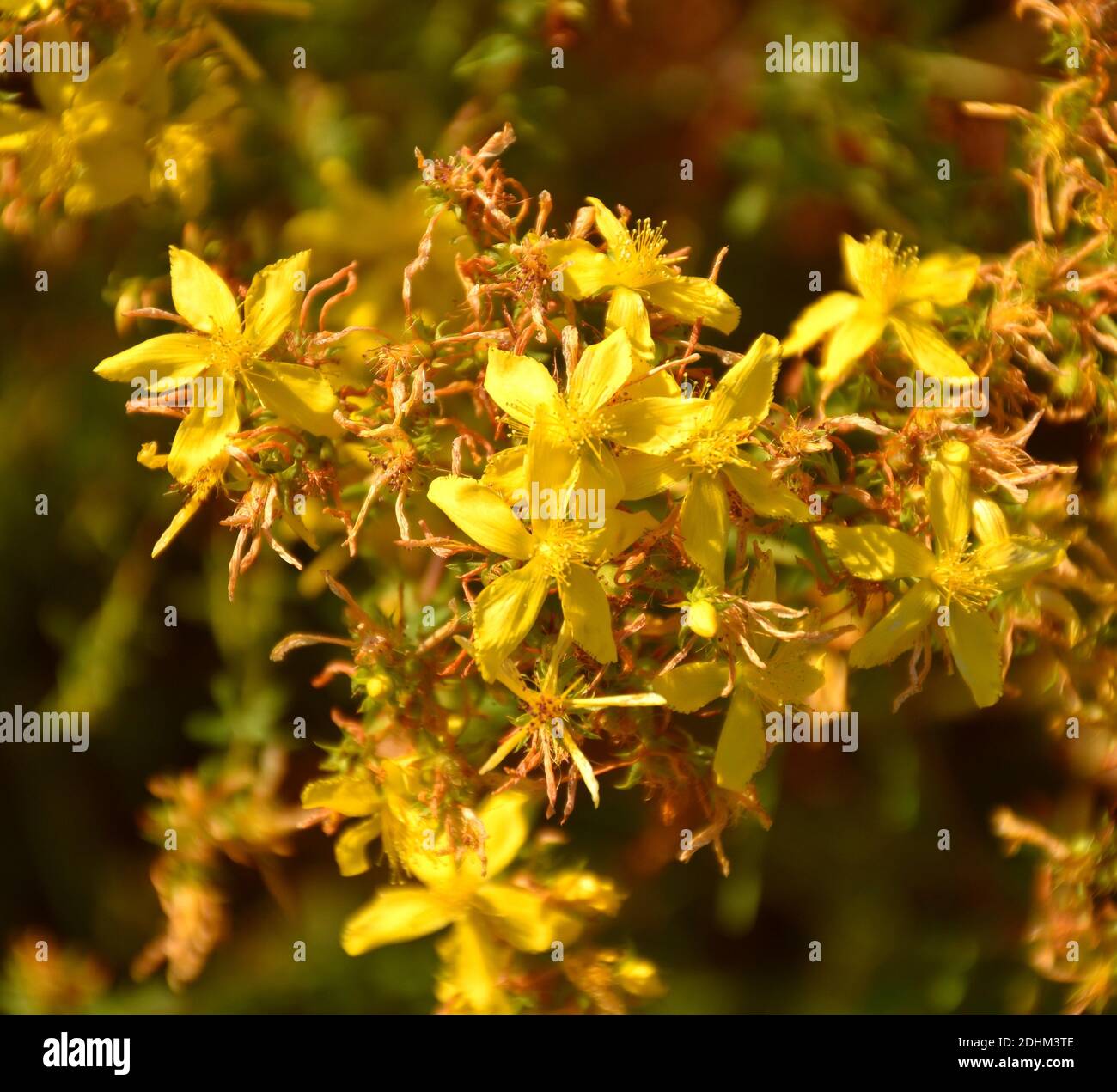 Bunch of yellow Hypericum perforatum flowers in plantation Stock Photo ...