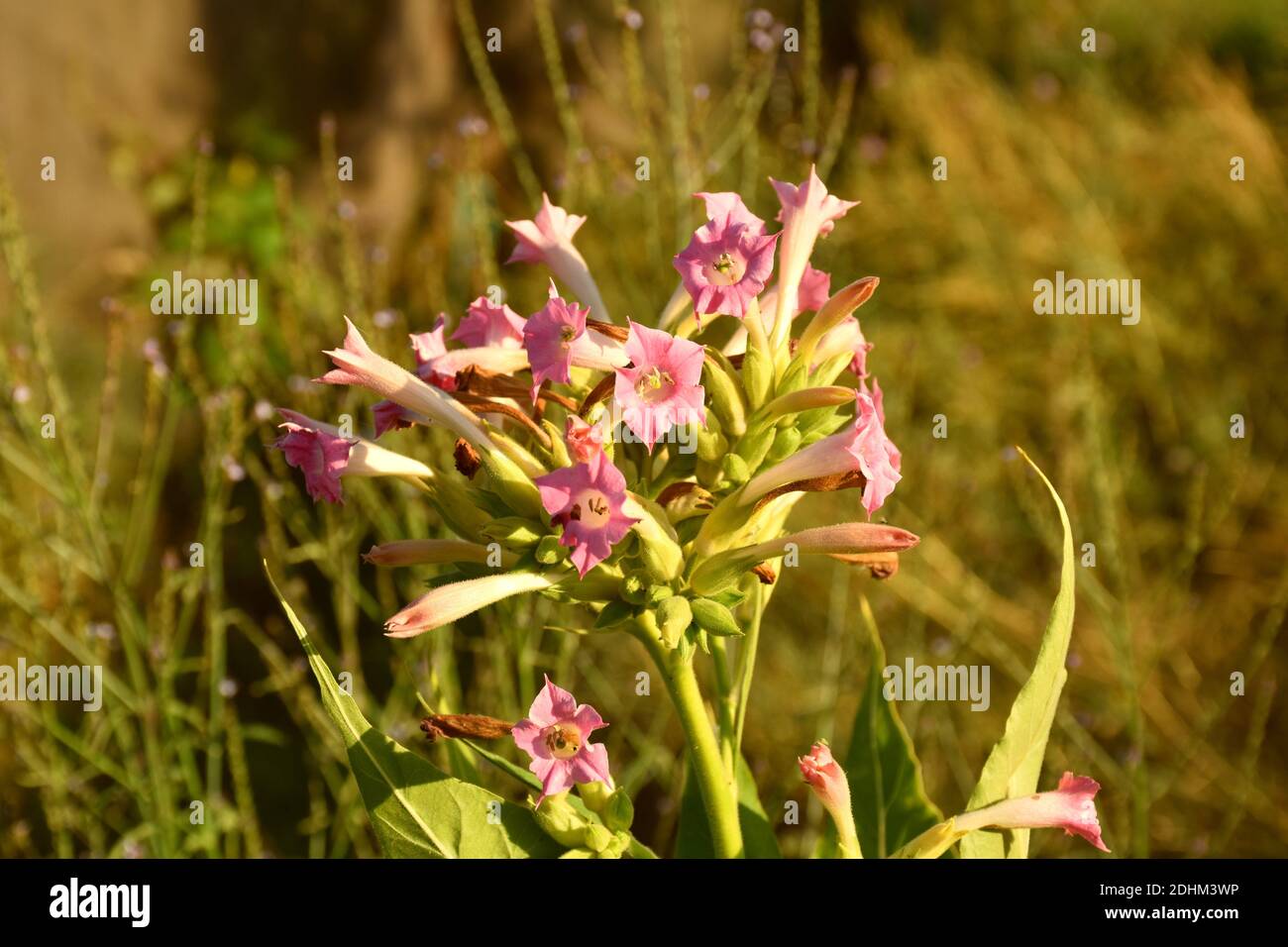 Tobacco plant (Nicotiana tabacum) with pink flowers in orchard Stock ...