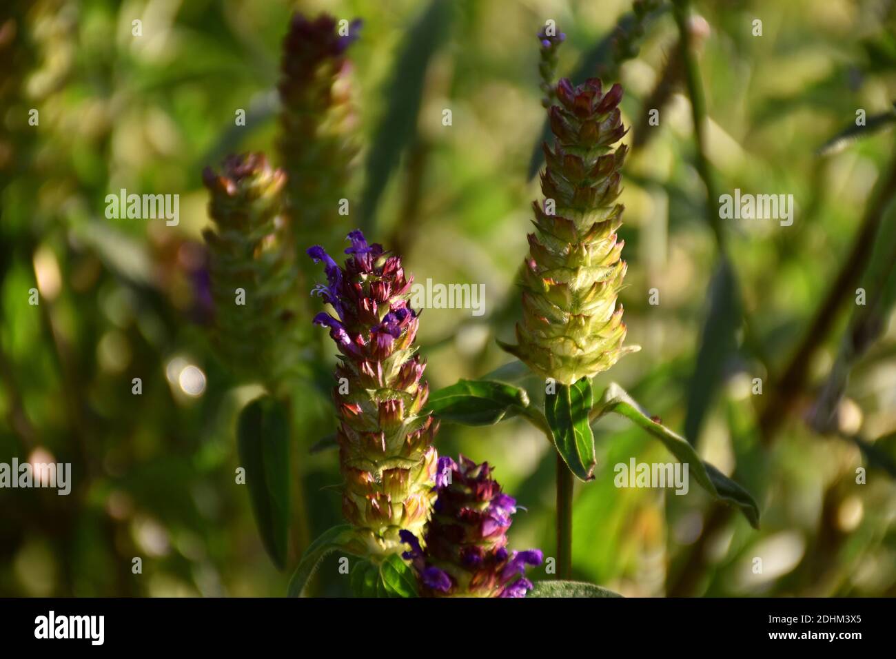 Prunella vulgaris tea hi-res stock photography and images - Alamy