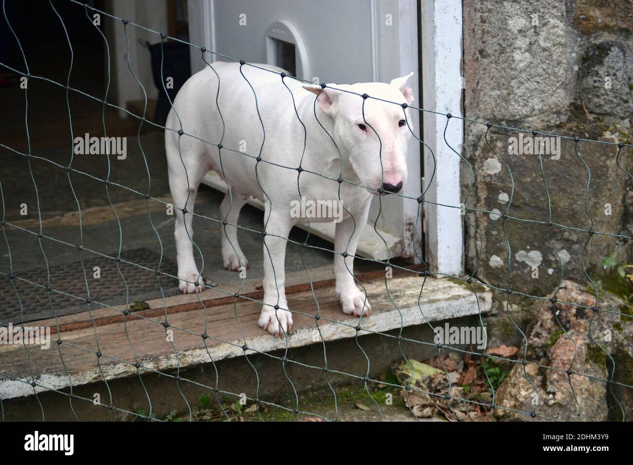 Bull terrior hi-res stock photography and images - Alamy