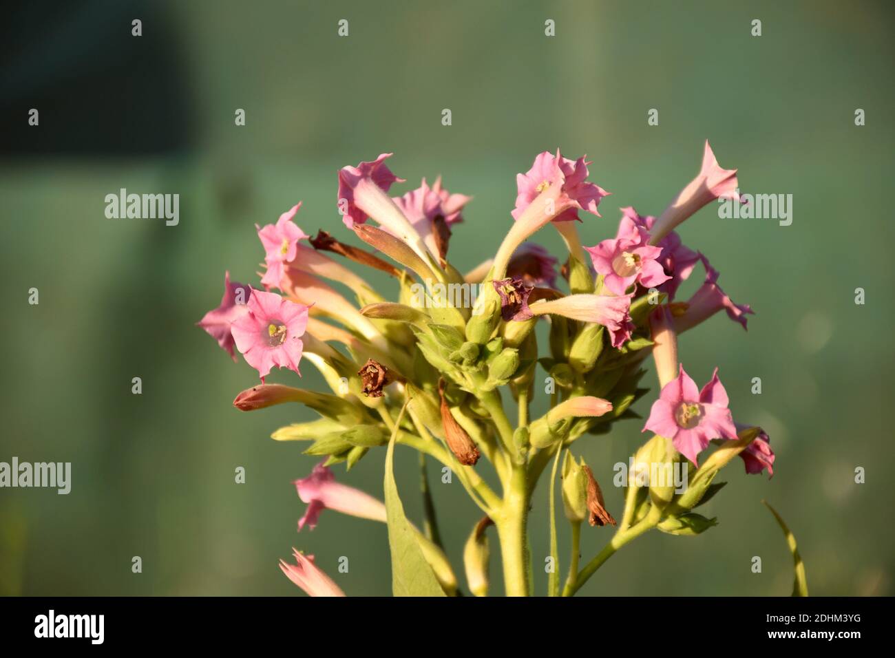 Tobacco plant (Nicotiana tabacum) with pink flowers, in the background ...