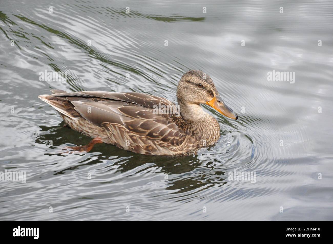 Mallard swimming through river hi-res stock photography and images - Alamy