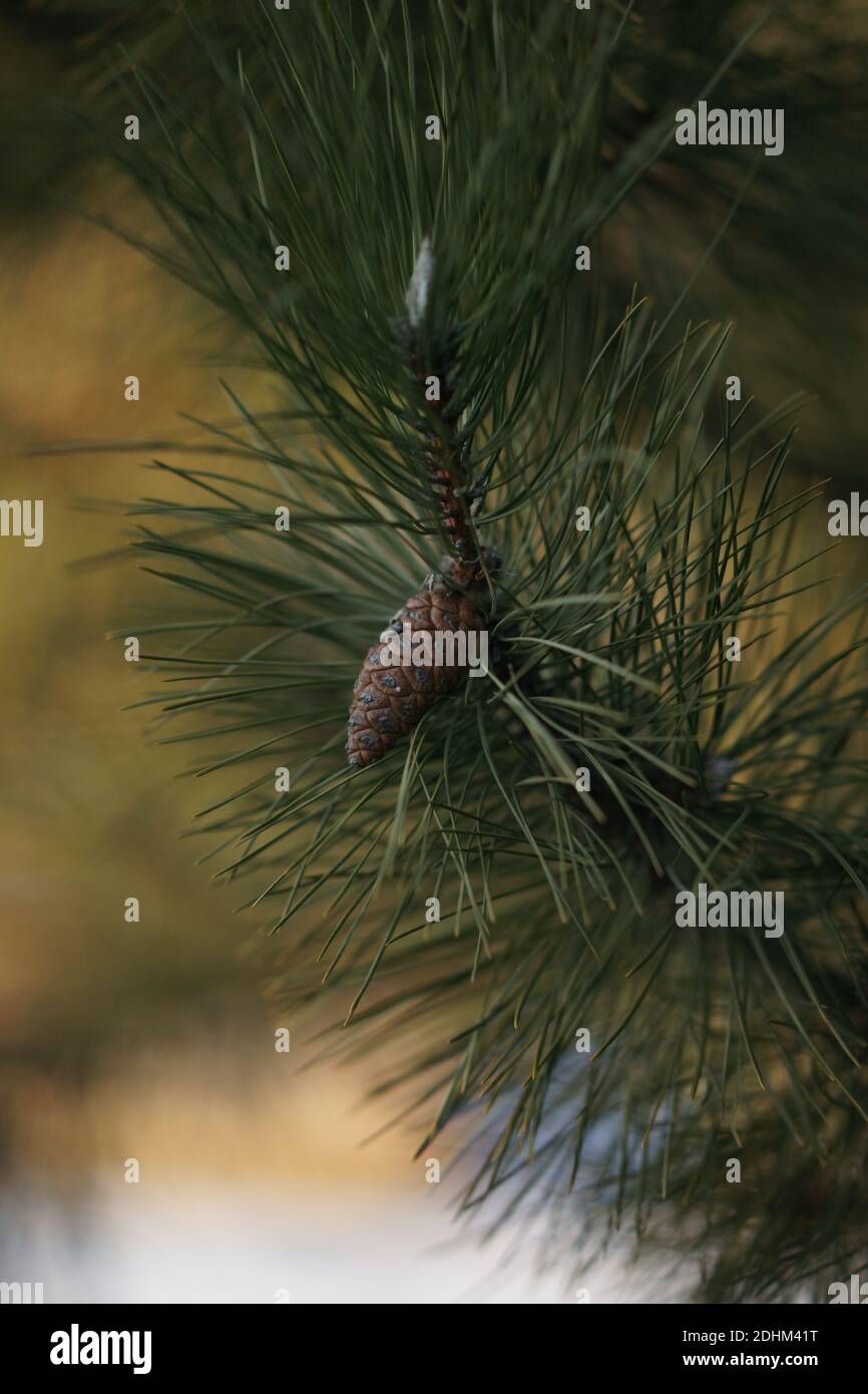 Lush pine tree branch close-up Stock Photo - Alamy