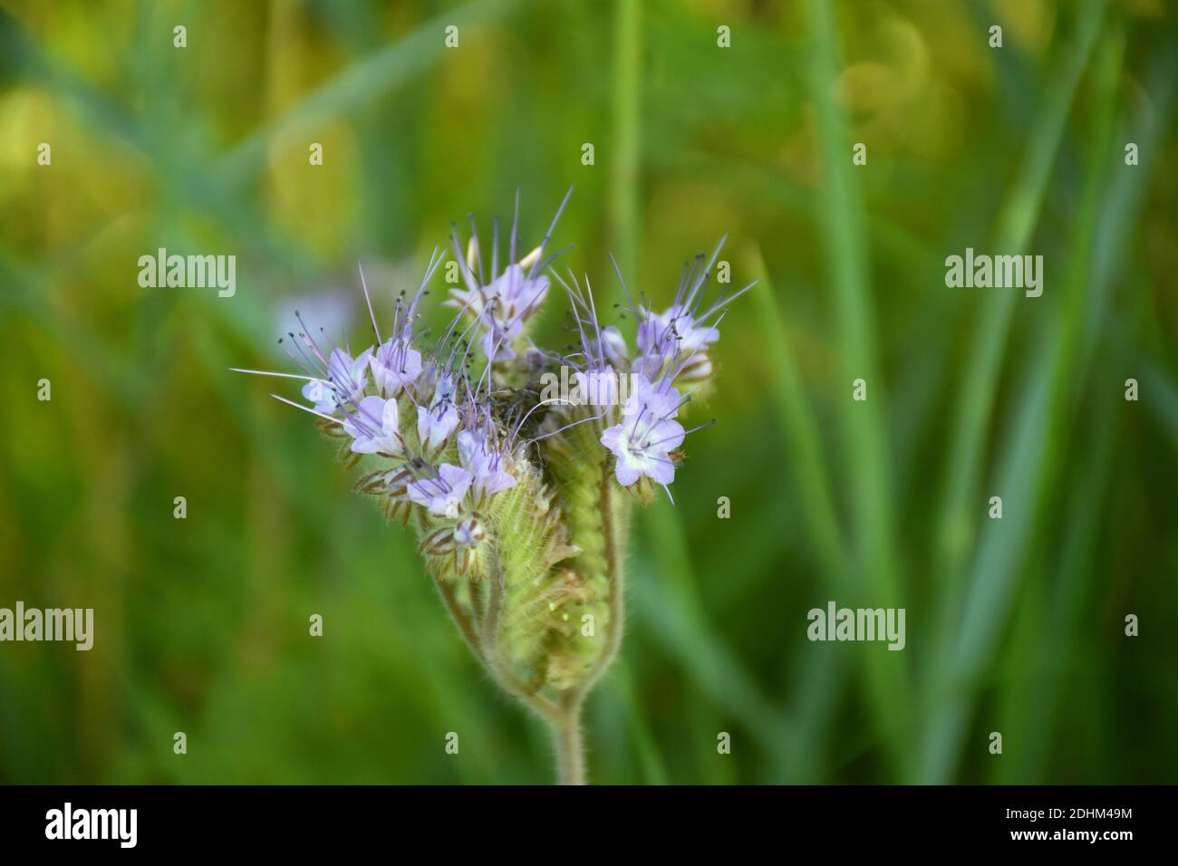 Facelia plant (Phacelia tanacetifolia) with violet flowers, used to ...