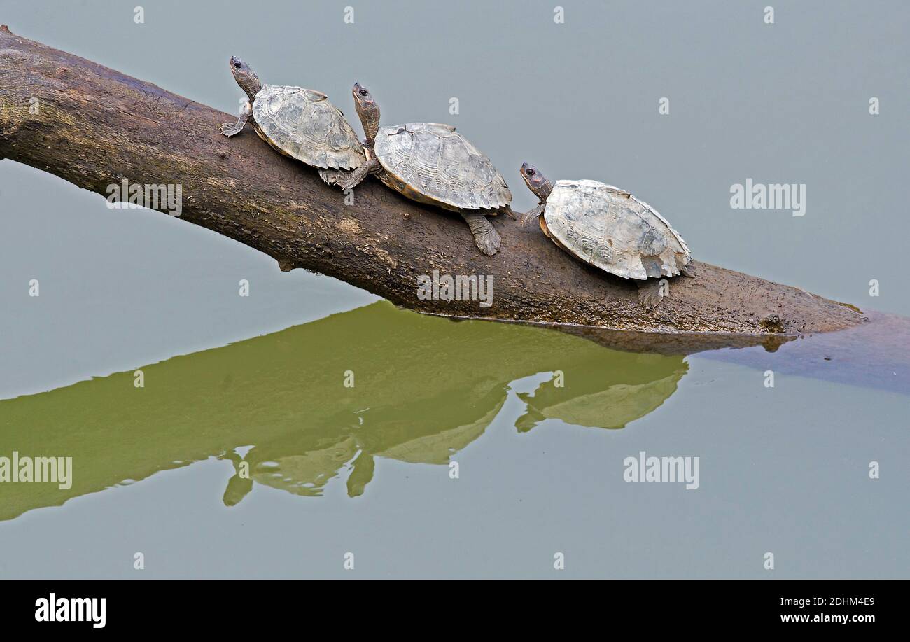The endangered Assam roofed turtle (Pangshura sylhetensis) from the ...
