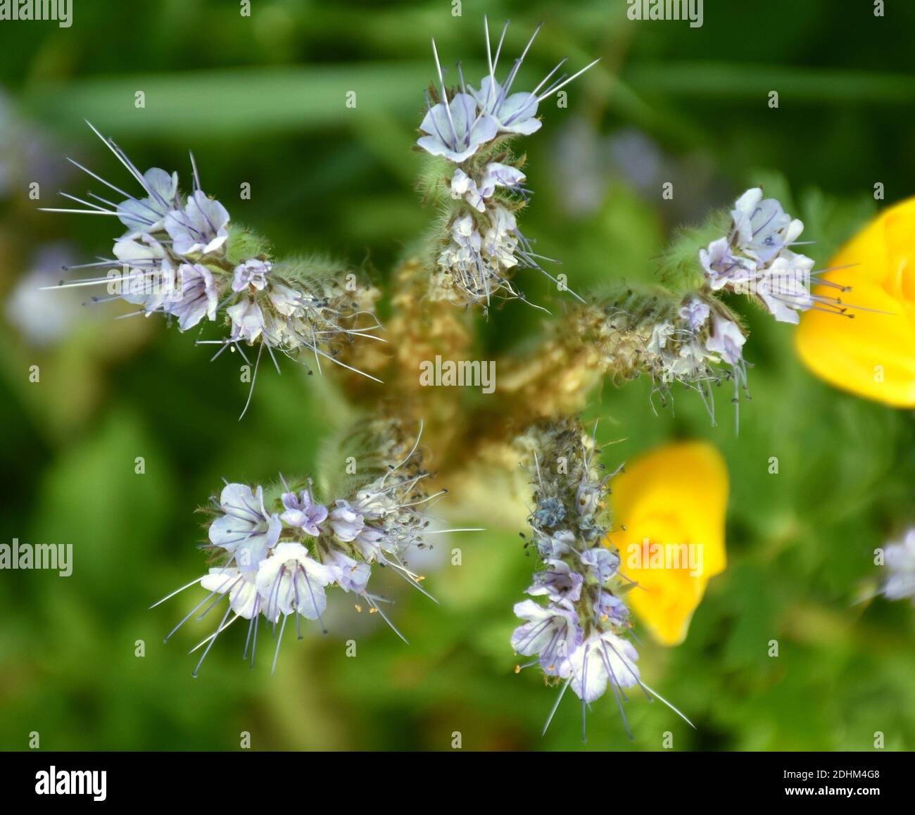 Facelia plant (Phacelia tanacetifolia) in flower photographed from ...