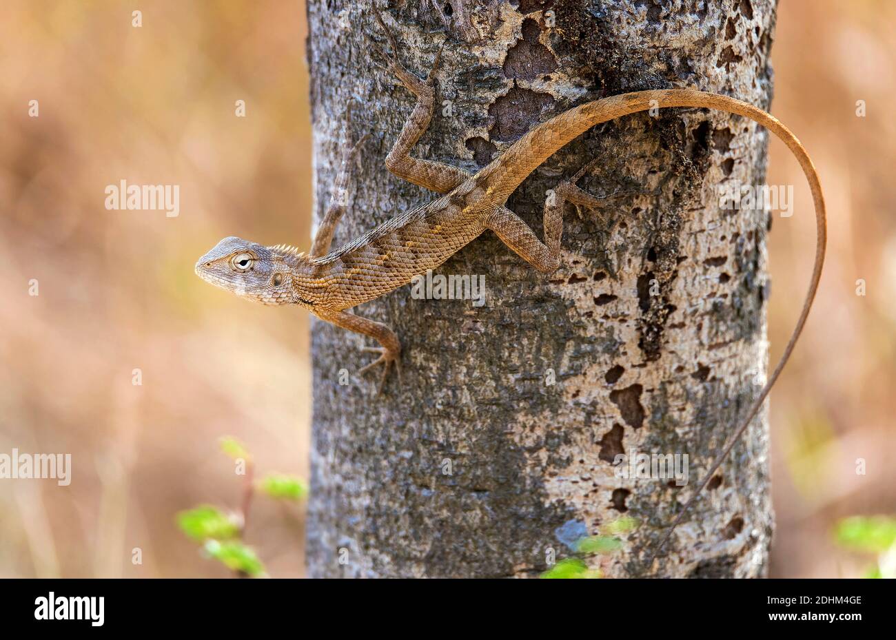 Calotes versicolor india hi-res stock photography and images - Alamy