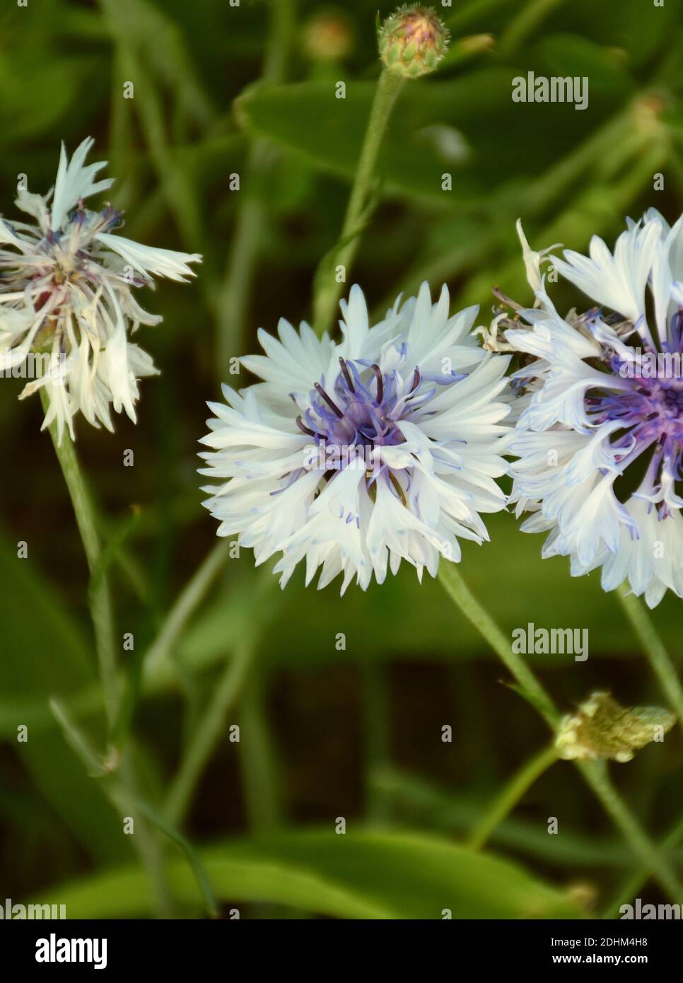 Cornflower white and purple flower (Centaurea cyanus) in cultivation ...