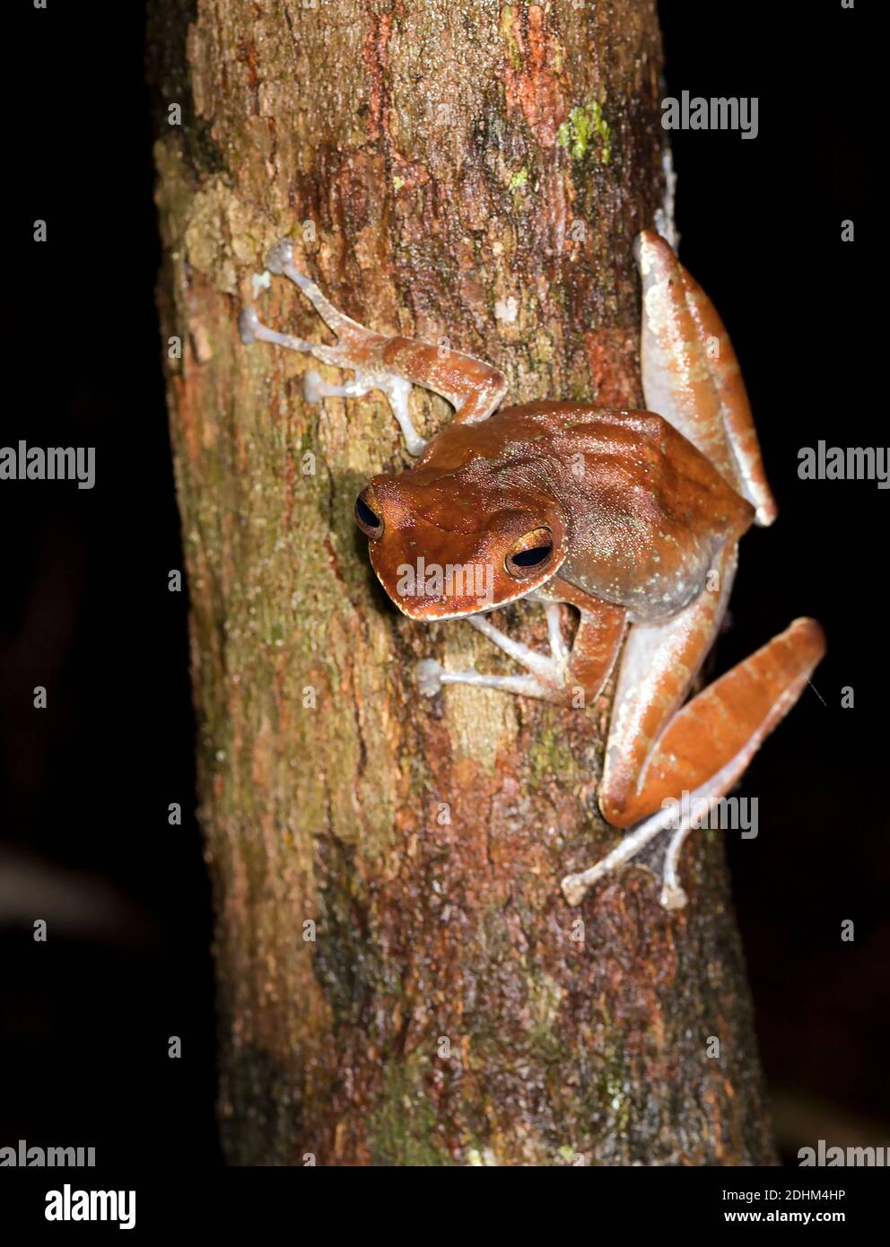 Collett's Tree Frog (Polypedates colletti) from Tanjung Puting National ...