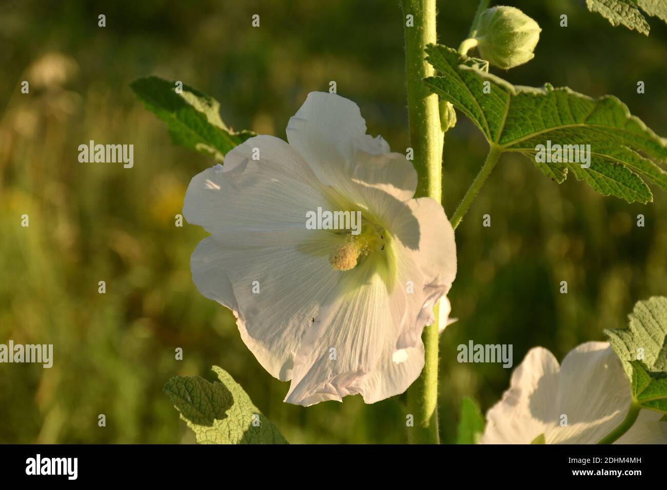 Malva plant (Alcea rosea) in flower of white color Stock Photo - Alamy