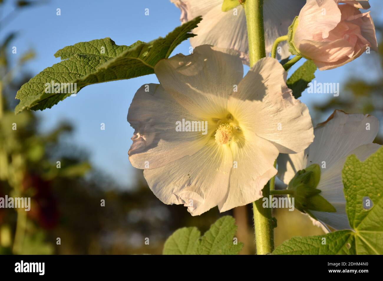 Malva plant (Alcea rosea) in flower of white color, flower garden for ...