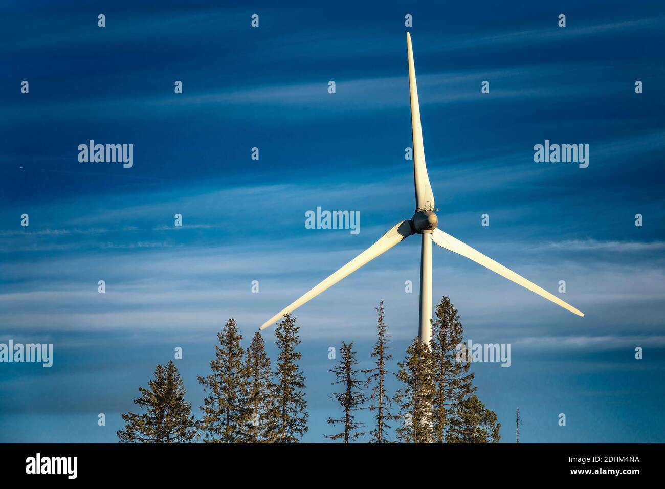 Standalone wind turbines rising above pine tree tops, sunny blue sky ...
