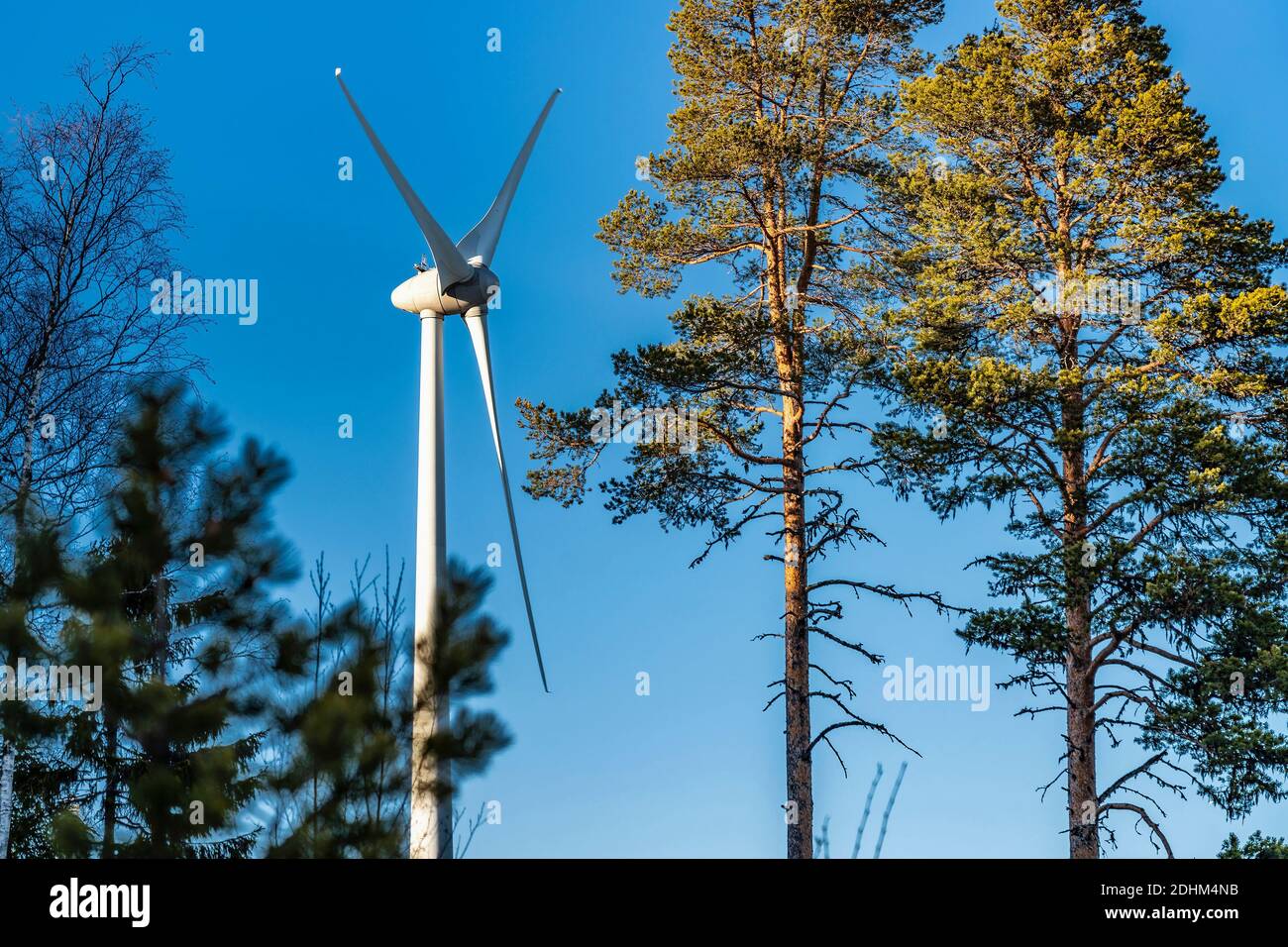 Close view from behind two trees at standalone wind turbine rising ...
